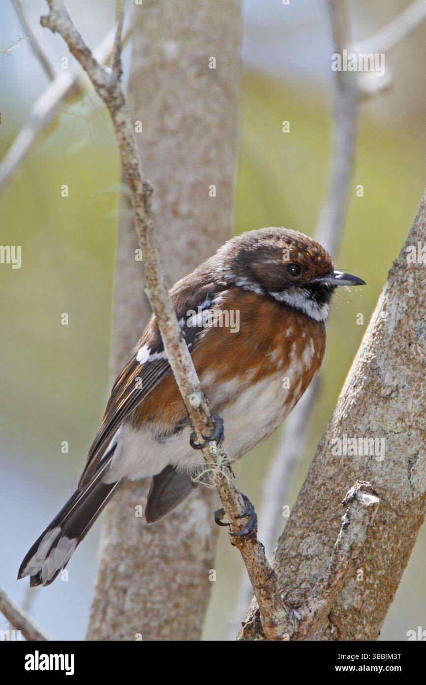 Hawaii Elepaio, Chasiempis sandwichensis Stock Photo - Alamy