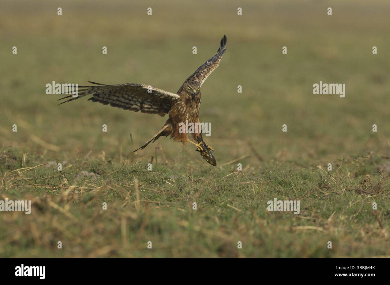African Marsh Harrier (Circus ranivorus) flying, Chobe, Botswana ...