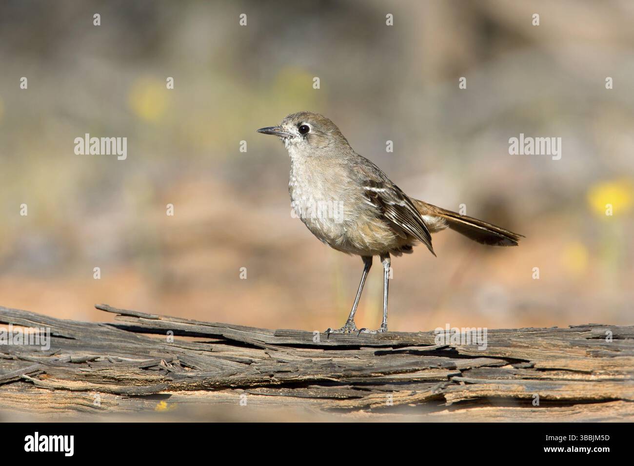 Southern Scrub Robin (Drymodes brunneopygia), Victoria, Australia ...