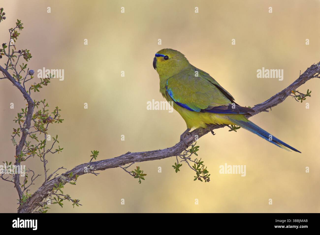 Elegant Parrot (Neophema elegans), Perth - Stirling Range, Australia ...