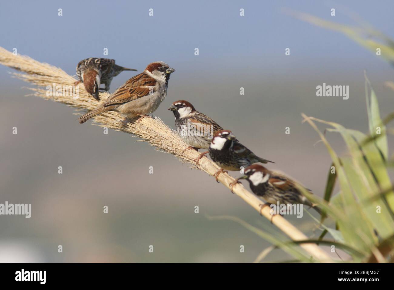 Spanish Sparrow & House Sparrow (Passer hispaniolensis & Passer ...
