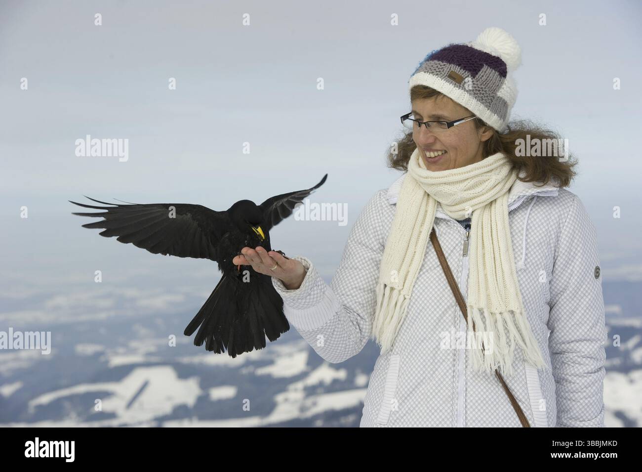 Alpine Chough (Pyrrhocorax graculus) flying, Bavaria, Germany, Europe ...