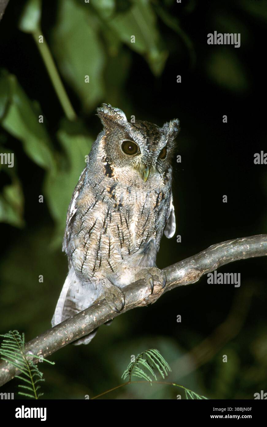 Balsas Screech-Owl Megascops seductus Colima City, Colima, MEXICO ...