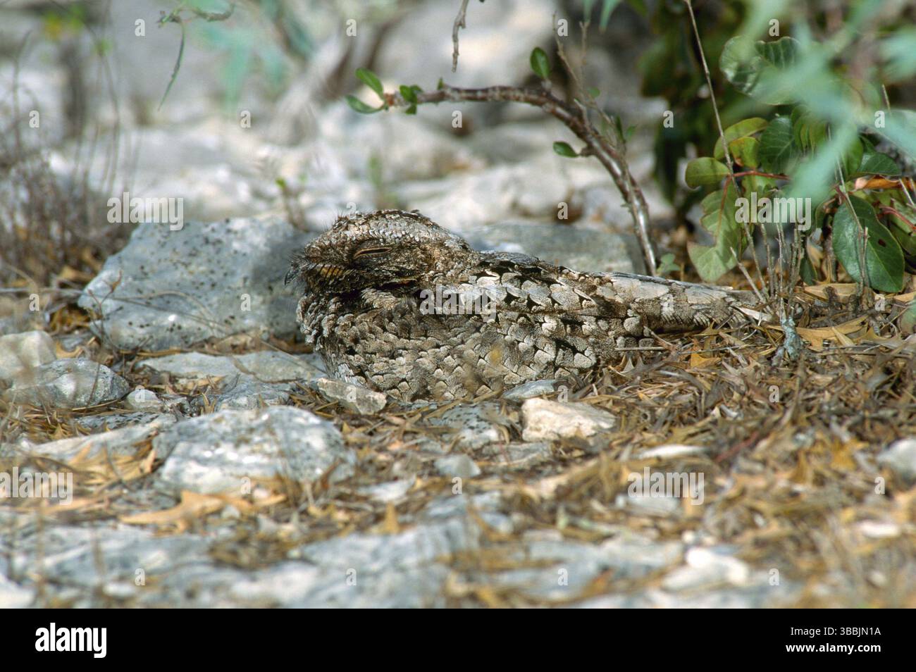 Common Poorwill Phalaenoptilus nuttallii Kickapoo Caverns State Park ...