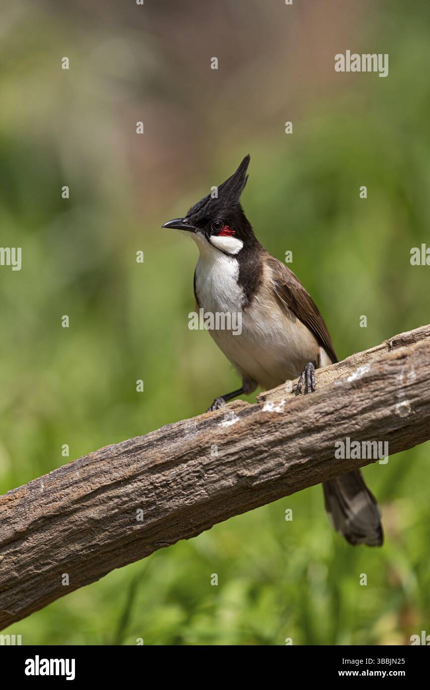 Red-whiskered Bulbul (Pycnonotus jocosus hainanensis), Yunnan, China ...