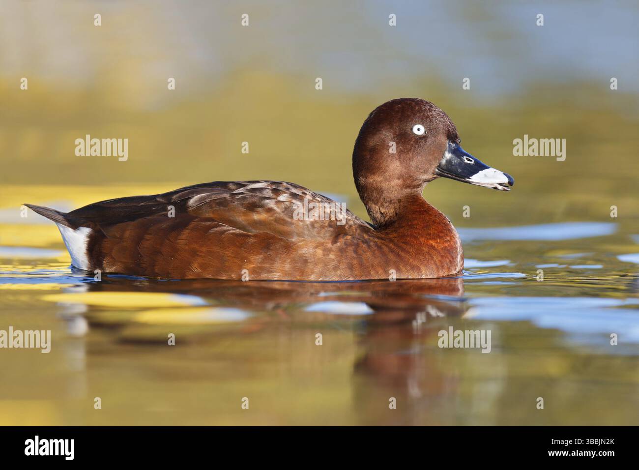 Hardhead (Aythya australis) male, Victoria, Australia, Oceania Stock ...