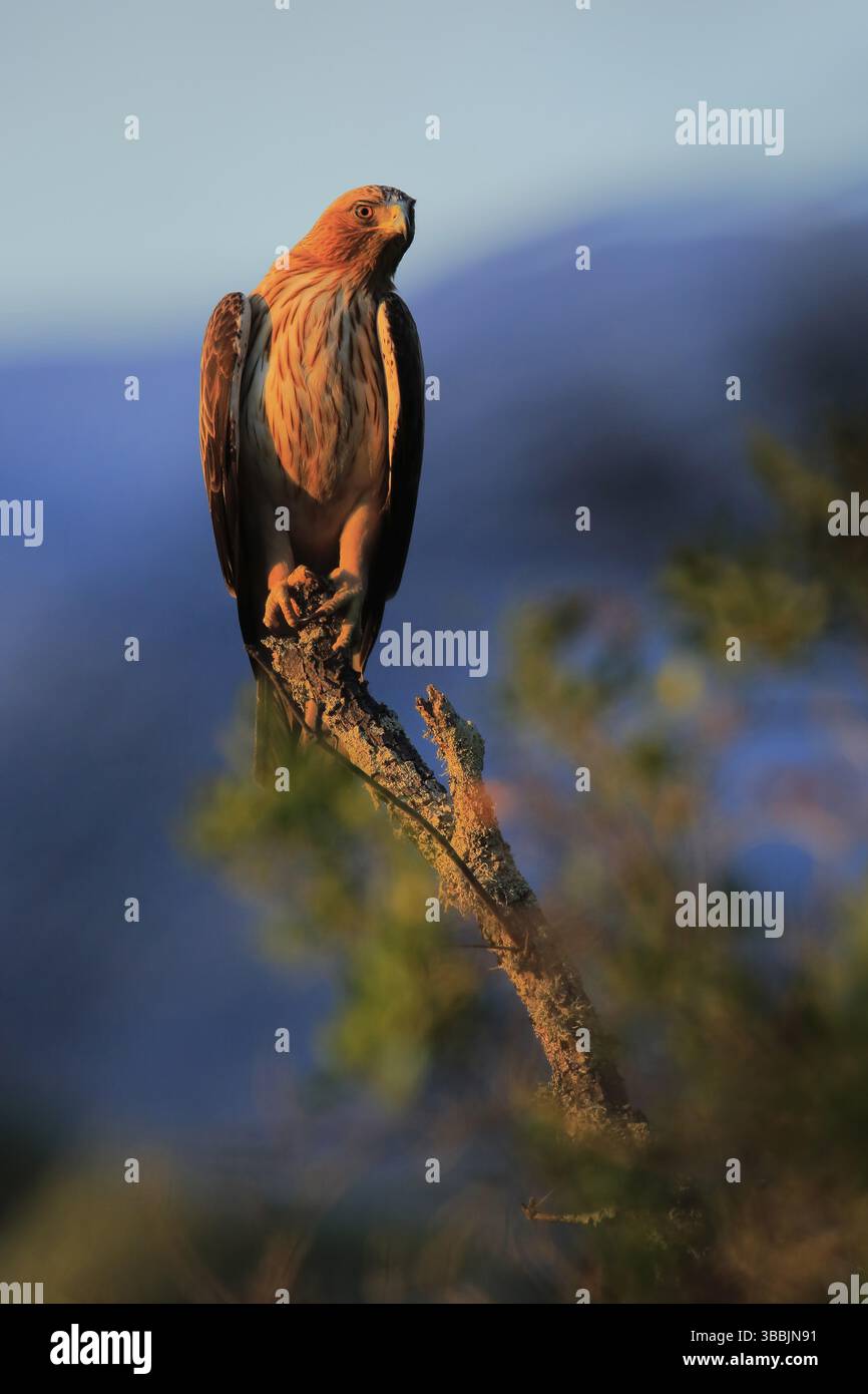 Booted Eagle (Hieraaetus pennatus) male, Andalusia, Spain, Europe Stock ...