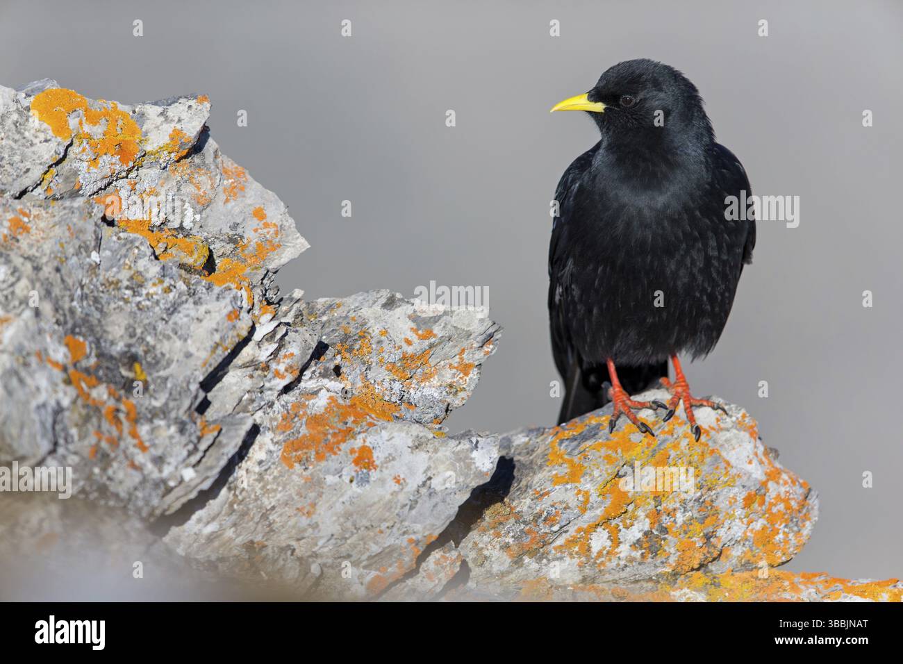 Alpendohle, Alpine Chough, Yellow-billed Chough, Pyrrhocorax graculus ...