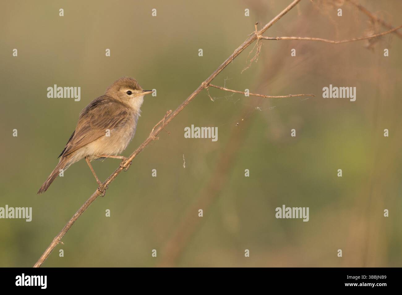Booted Warbler - Buschspoetter - Iduna caligata, Russia (Ural Stock ...