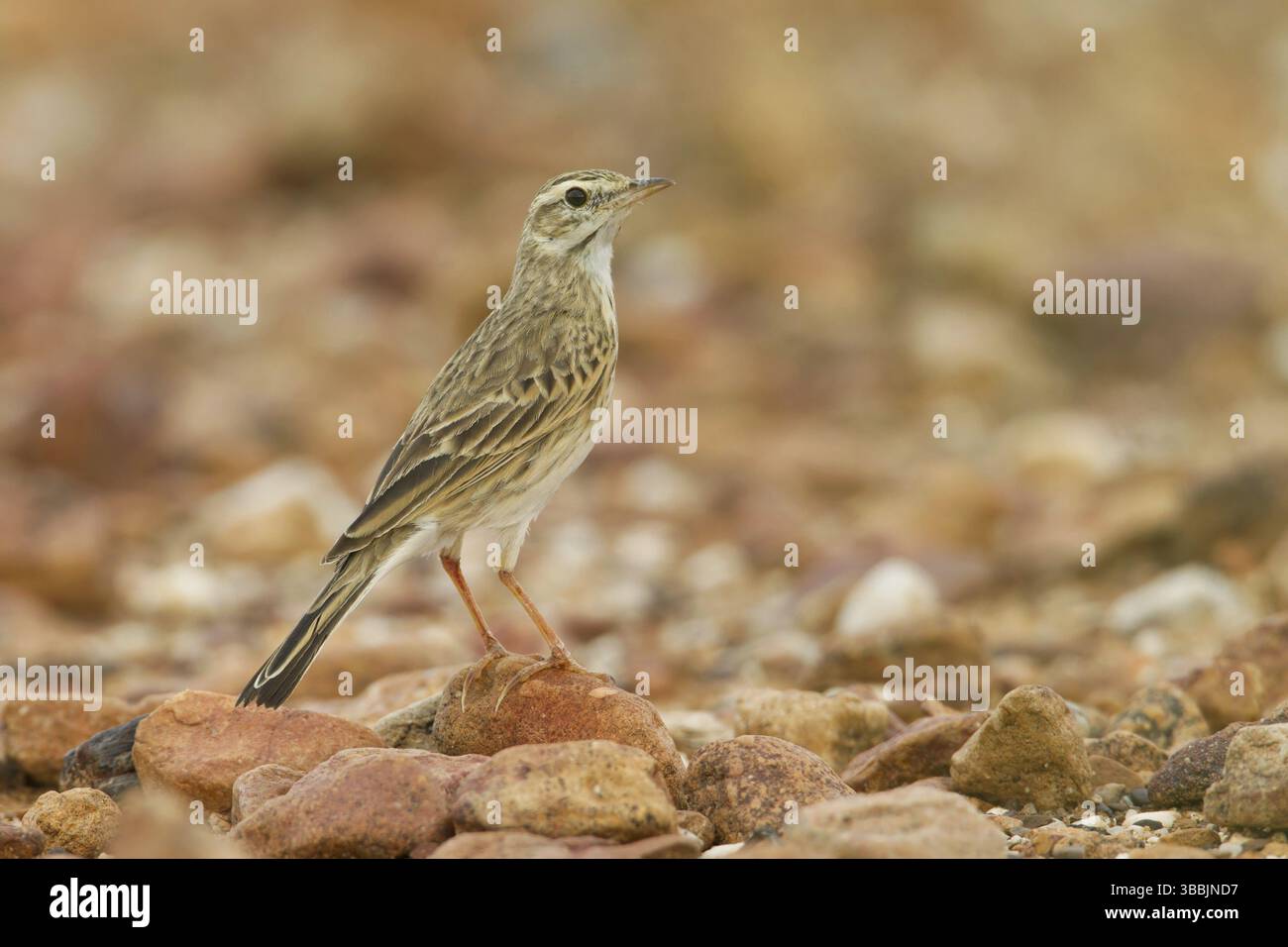 Australian Pipit (Anthus australis), New South Wales, Australia ...