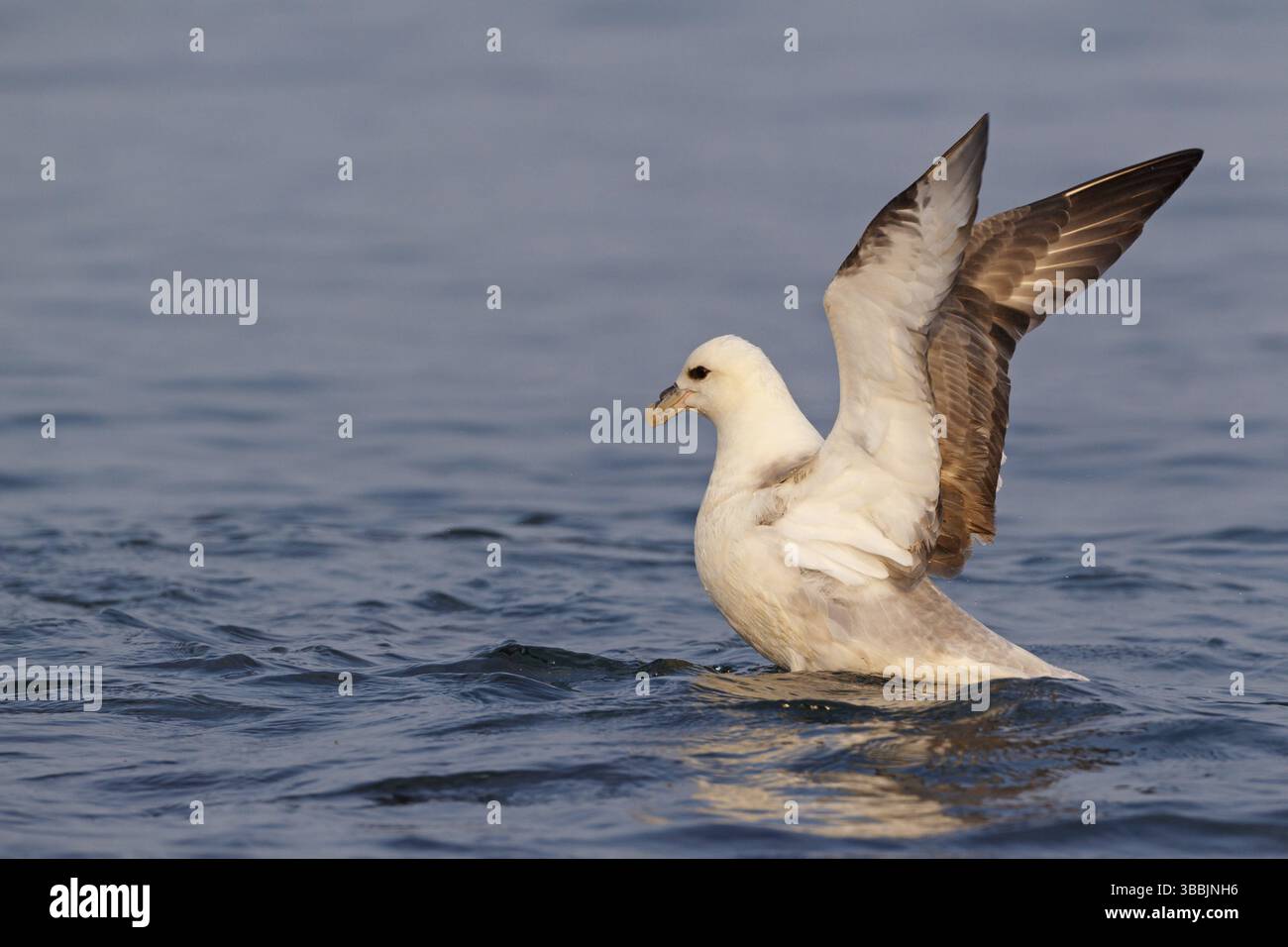 Northern Fulmar (Fulmarus glacialis), Iceland, Europe Stock Photo - Alamy