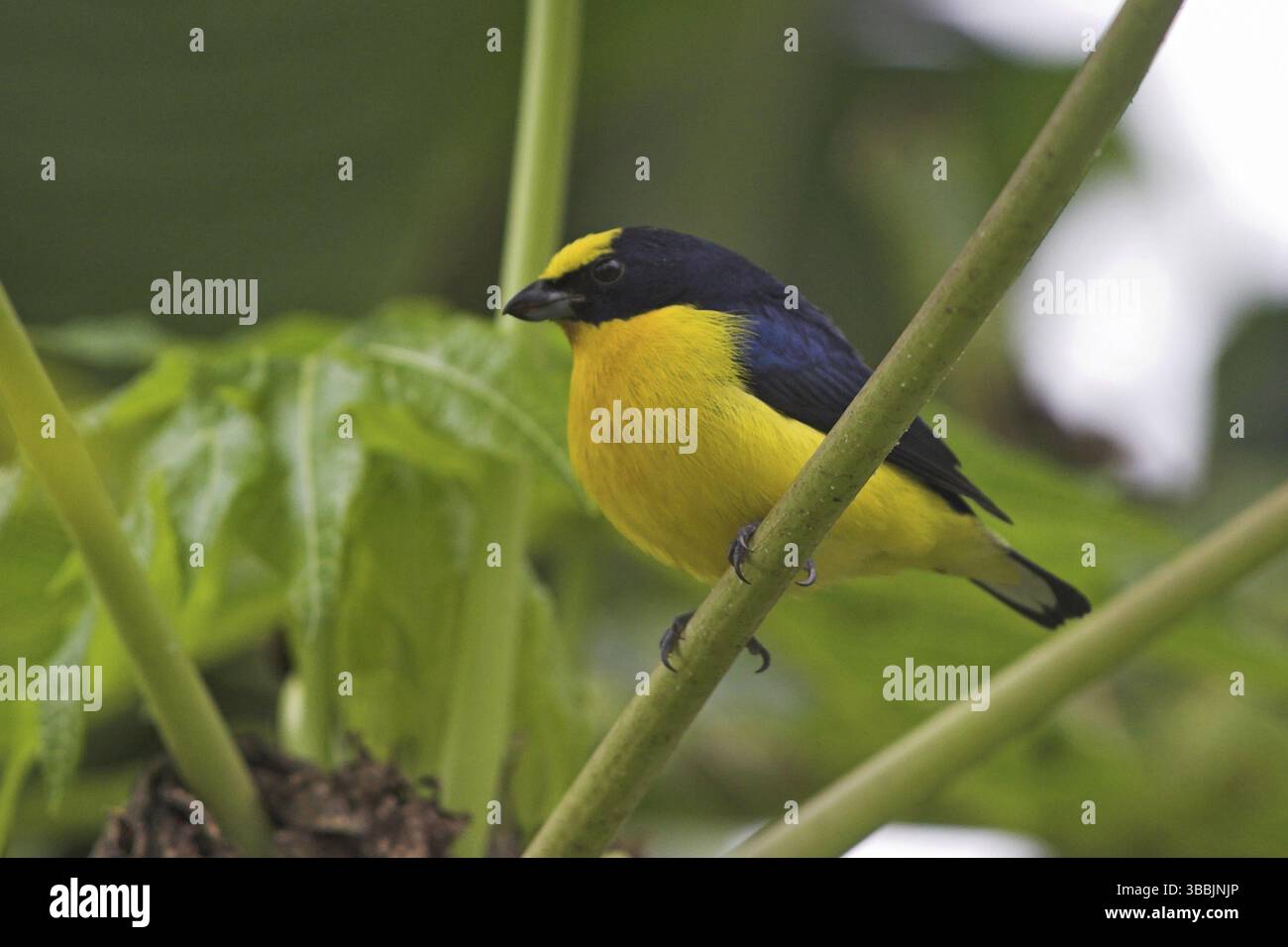 Thick-billed Euphonia (Euphonia laniirostris) male, Costa Rica, Central ...