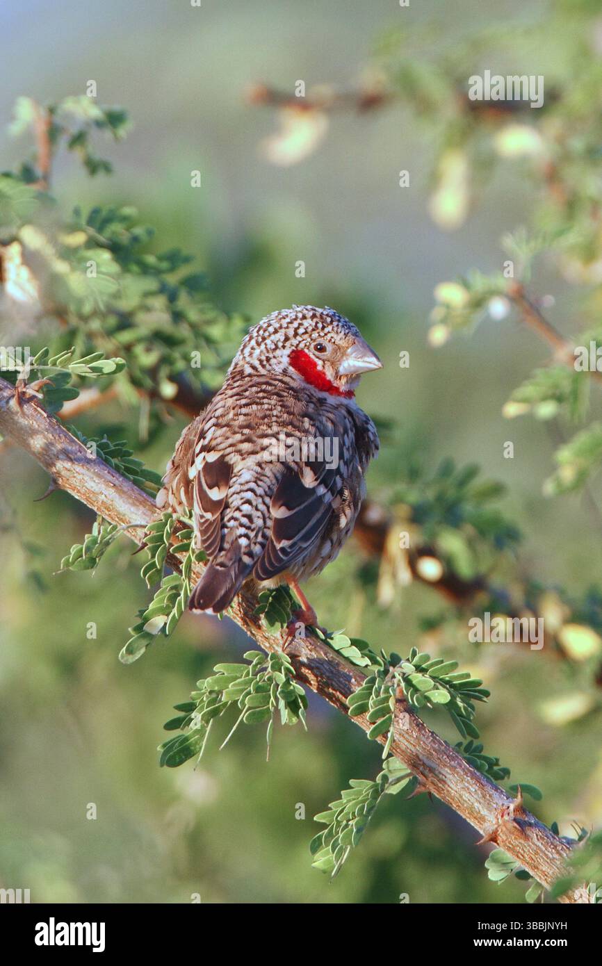 Amadina fasciata birds male hi-res stock photography and images - Alamy