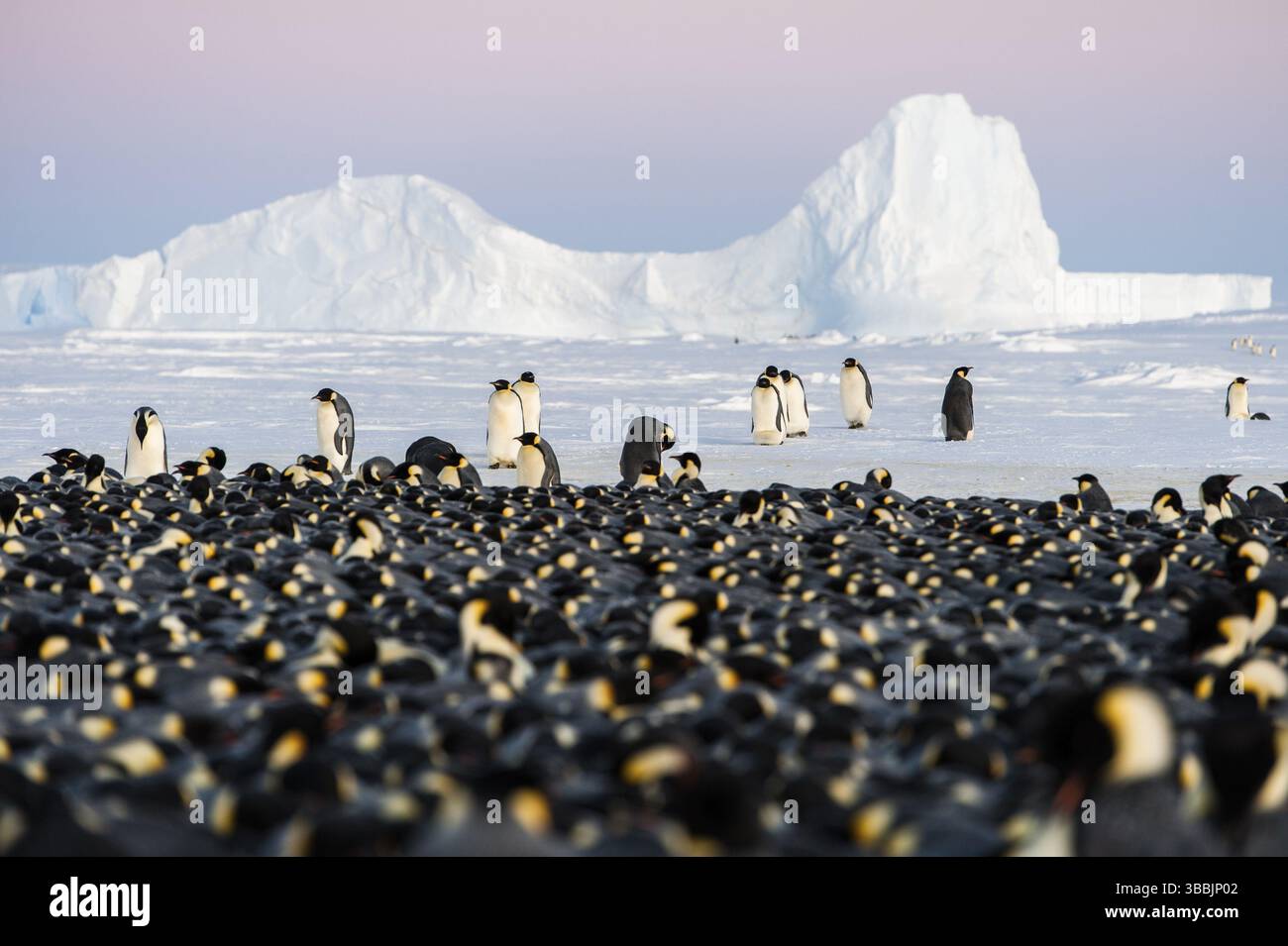 Emperor Penguin (Aptenodytes forsteri), Queen Maud Land, Antarctica ...