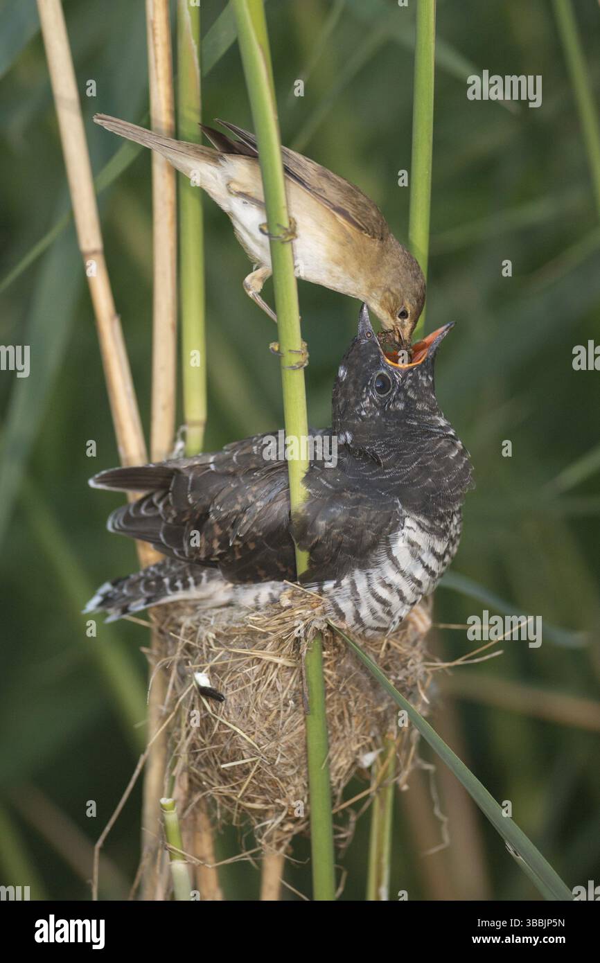 Common Cuckoo & Eurasian Reed Warbler (Cuculus canorus & Acrocephalus ...