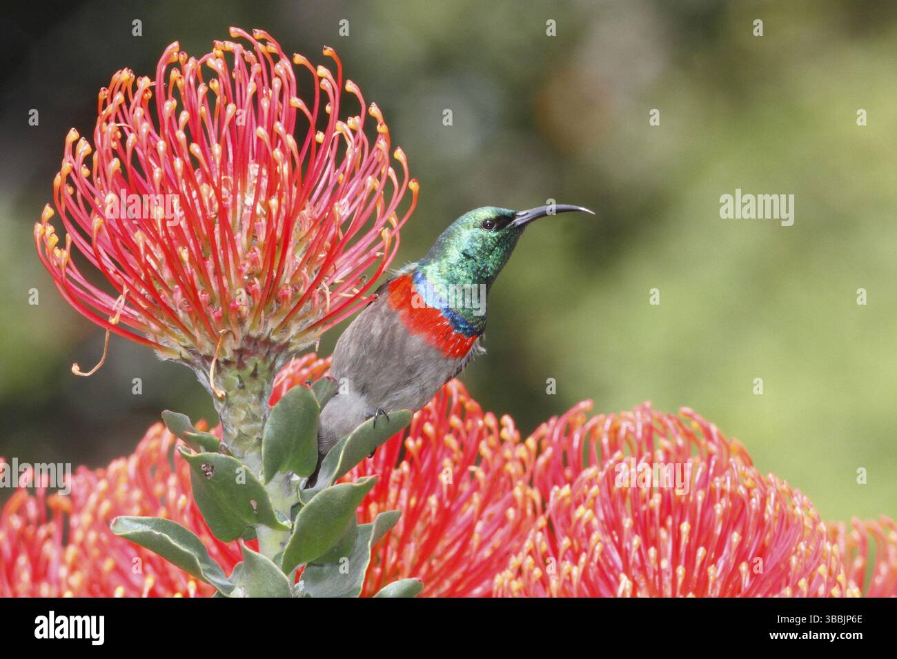 Southern Double-collared Sunbird (Cinnyris chalybeus) male, Western ...