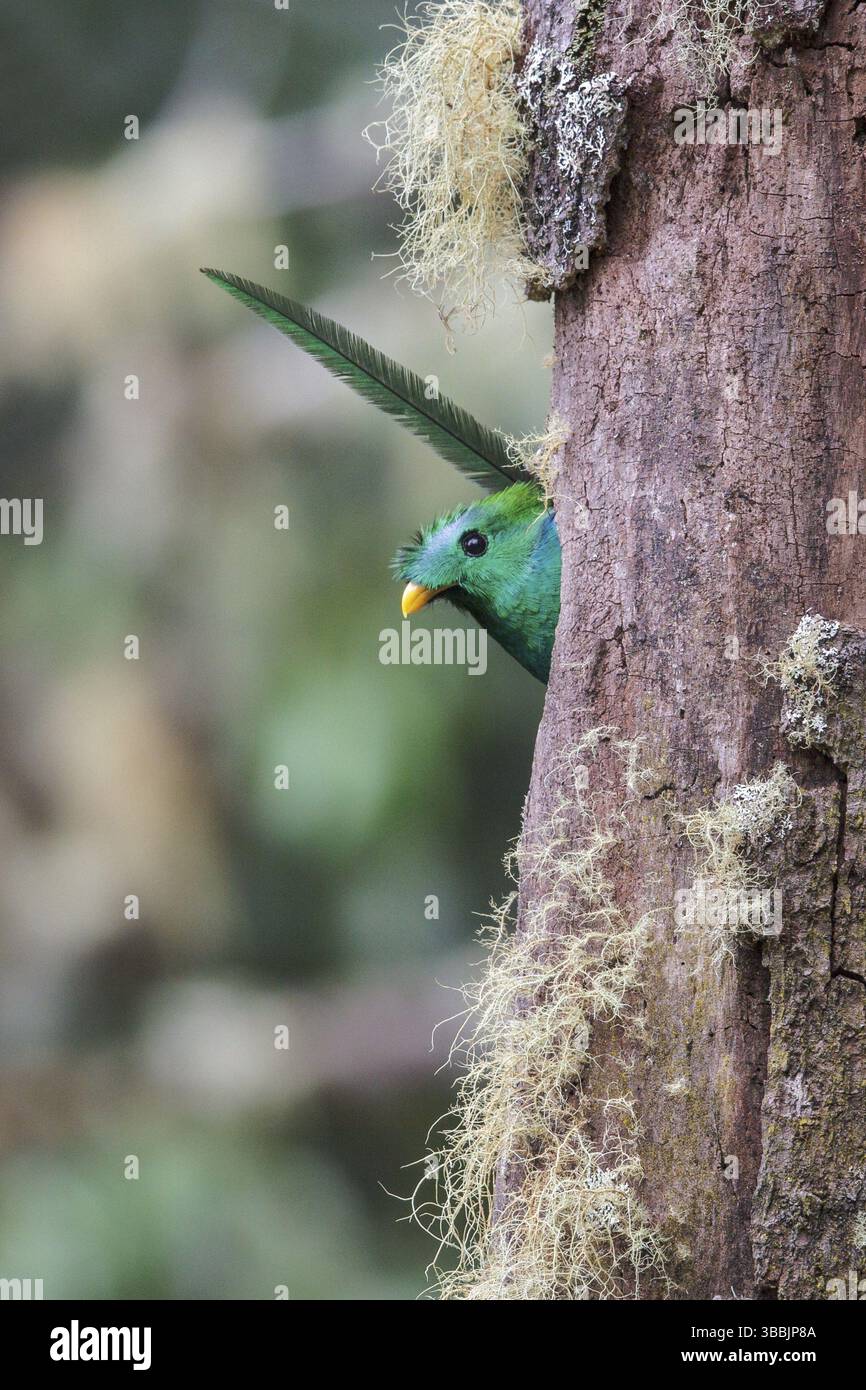 Resplendent Quetzal (Pharomachrus mocinno) perched on a branch at its ...