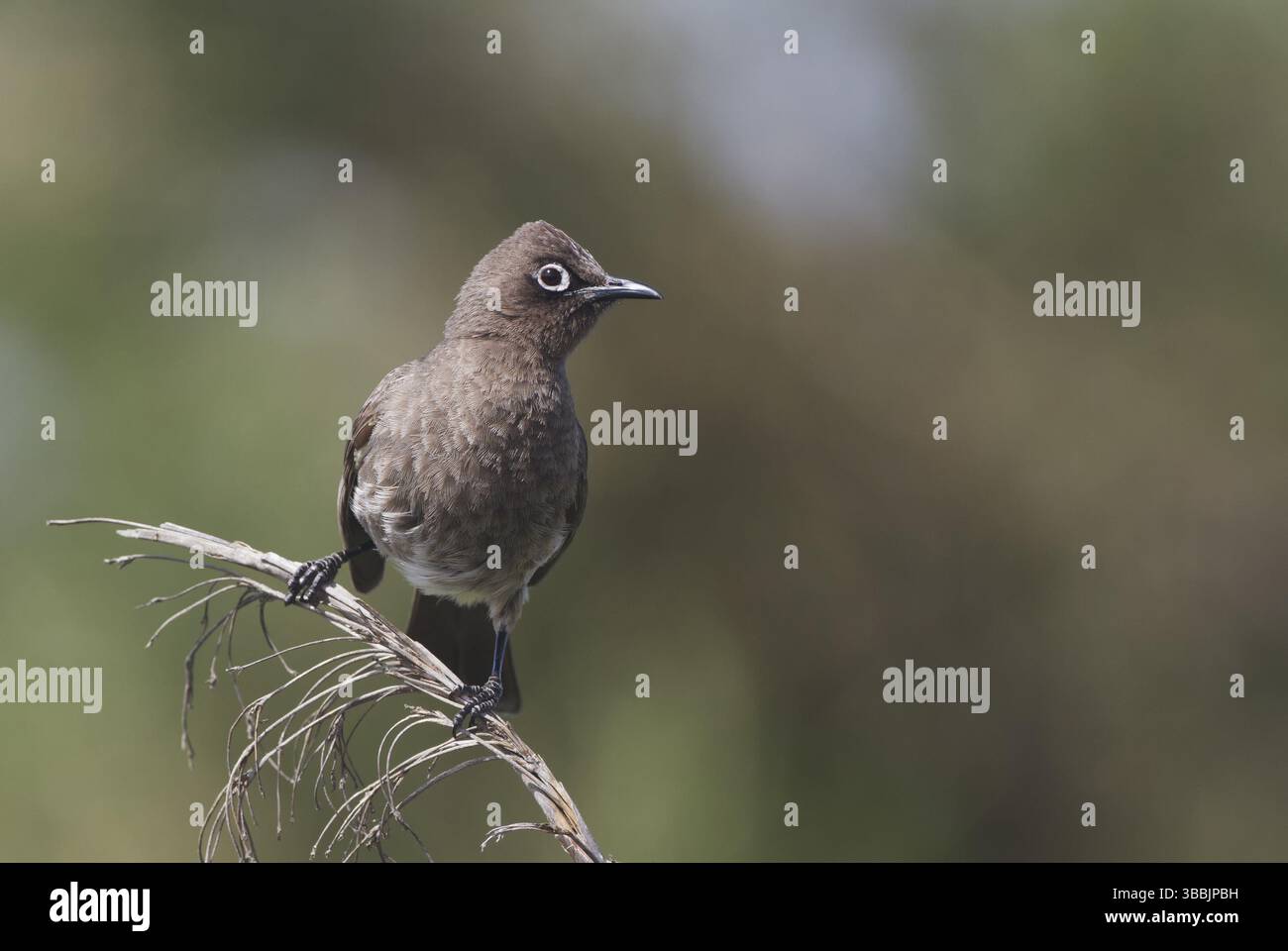 Cape Bulbul (Pycnonotus capensis), Western Cape, South Africa, Africa ...