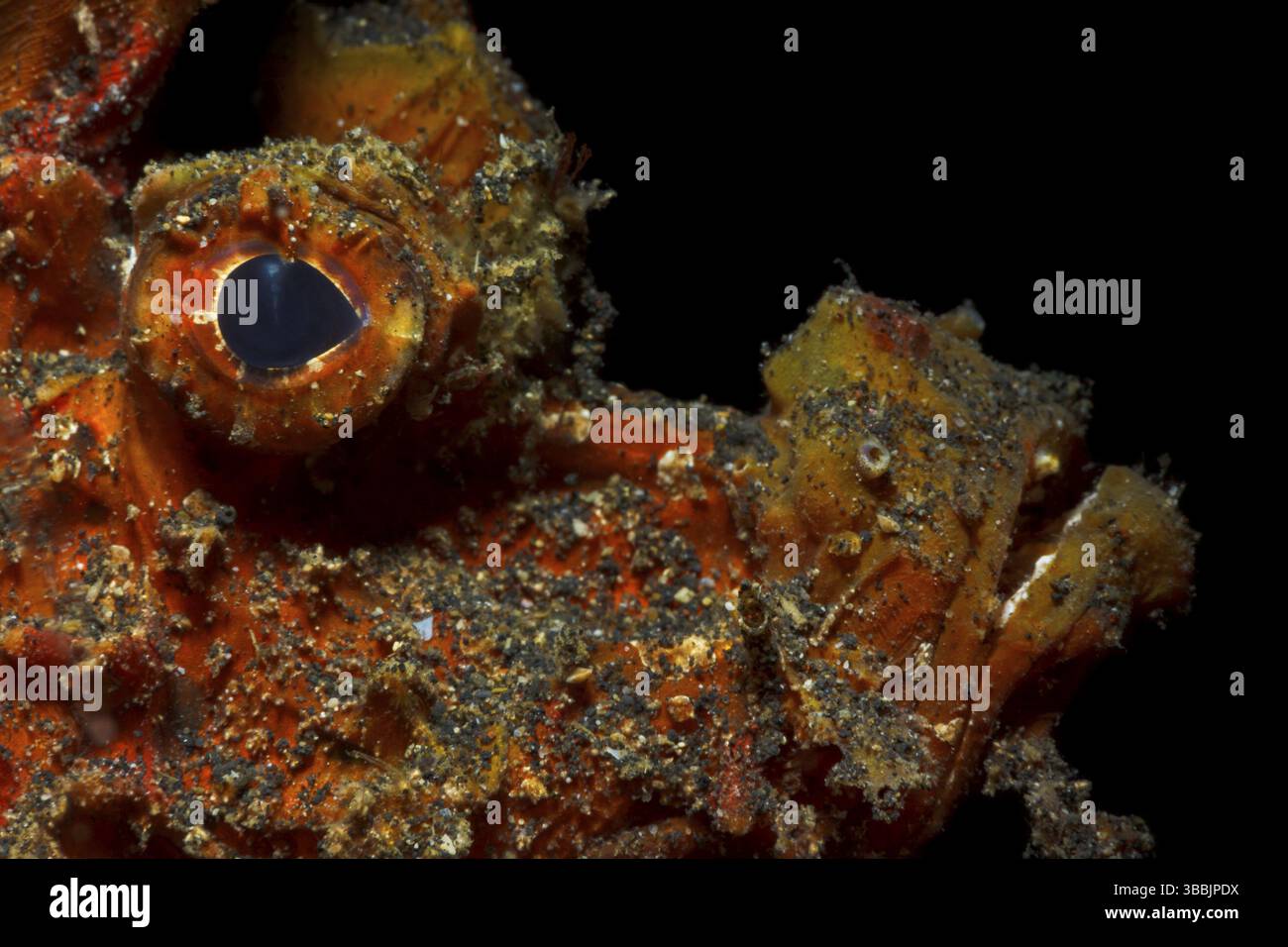 Teufelsfisch, Inimicus Didactylus Spiny Devilfish, Inimicus Didactylus ...