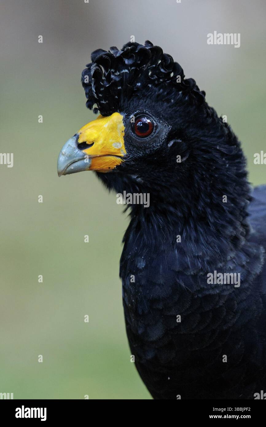 Black Curassow (Crax alector) perched on the ground in the rainforest ...