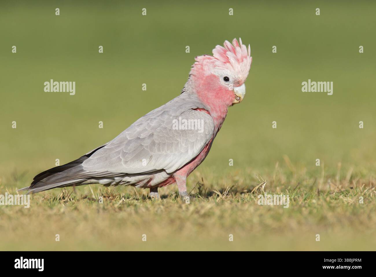 Galah (Eolophus roseicapilla), Western Australia, Australia, Oceania ...
