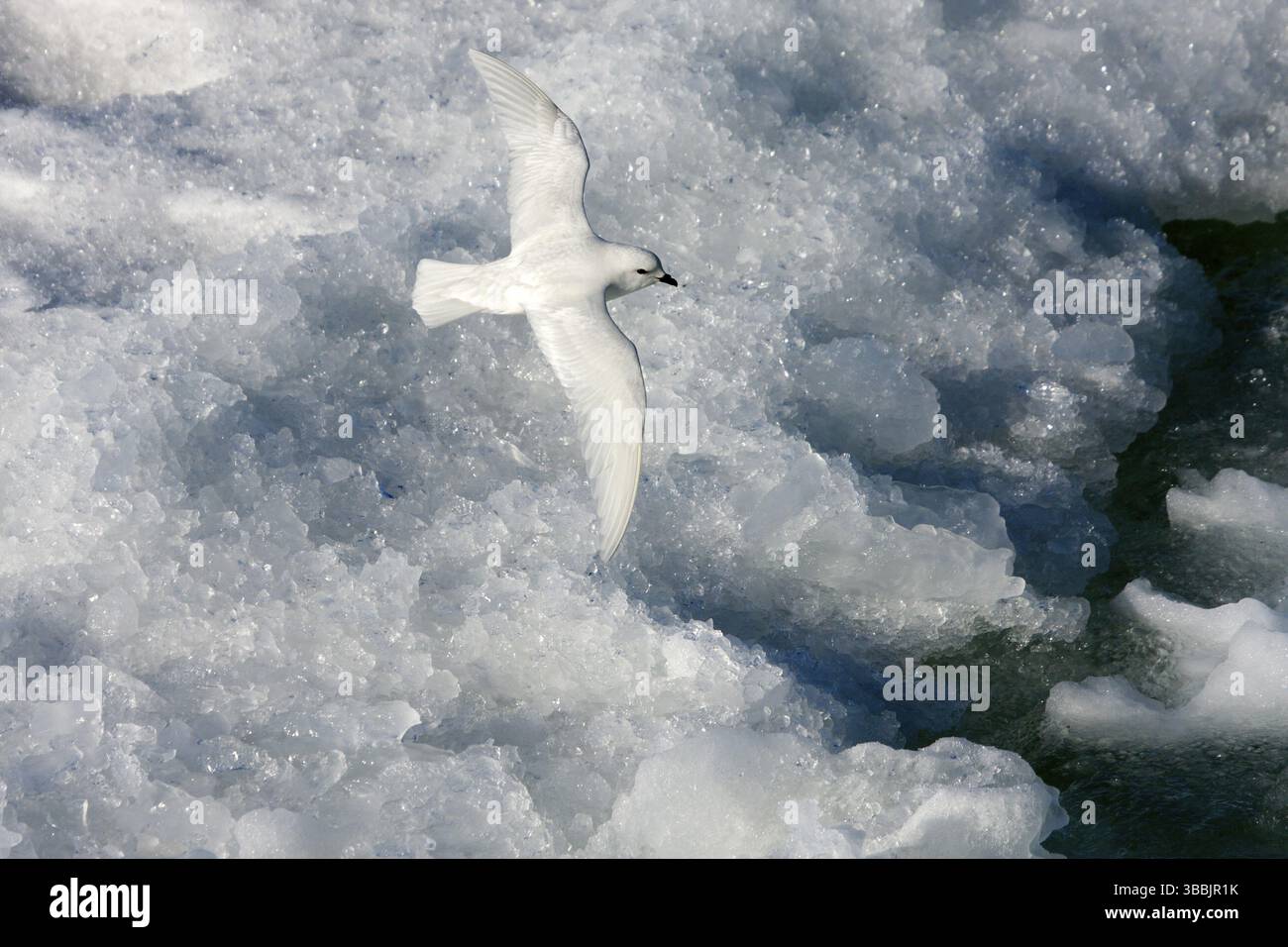 Snow Petrel (Pagodroma nivea) flying, Ross Sea, Antarctica Stock Photo ...