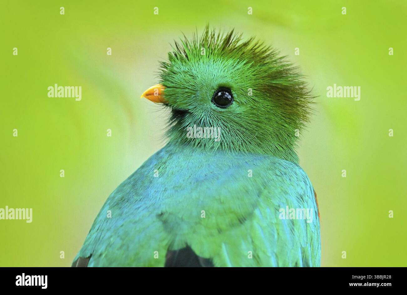 Resplendent Quetzal, Pharomachrus mocinno, from Guatemala with blurred ...