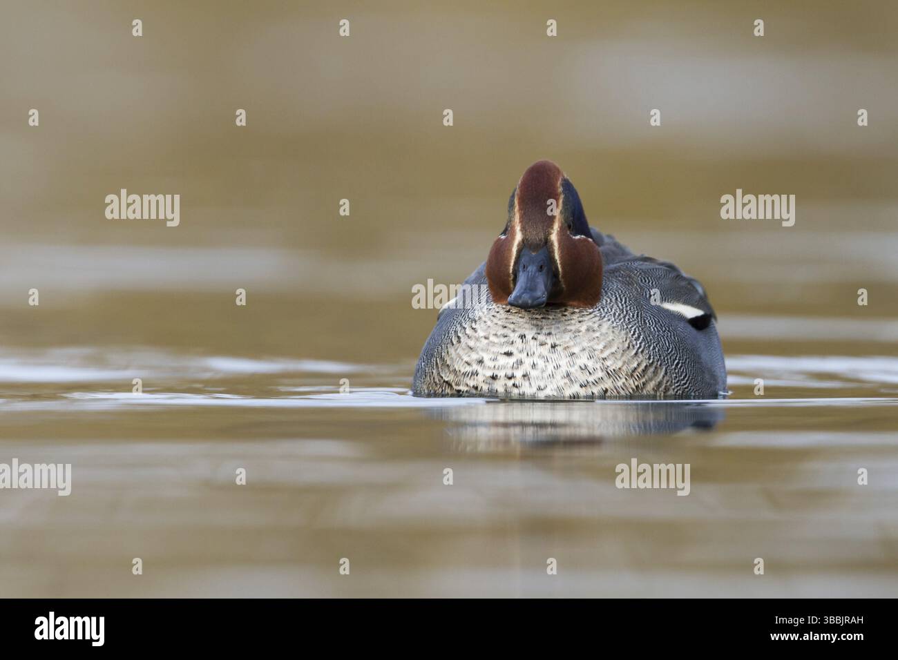 Eurasian Teal (Anas crecca) male, Bavaria, Germany, Europe Stock Photo ...