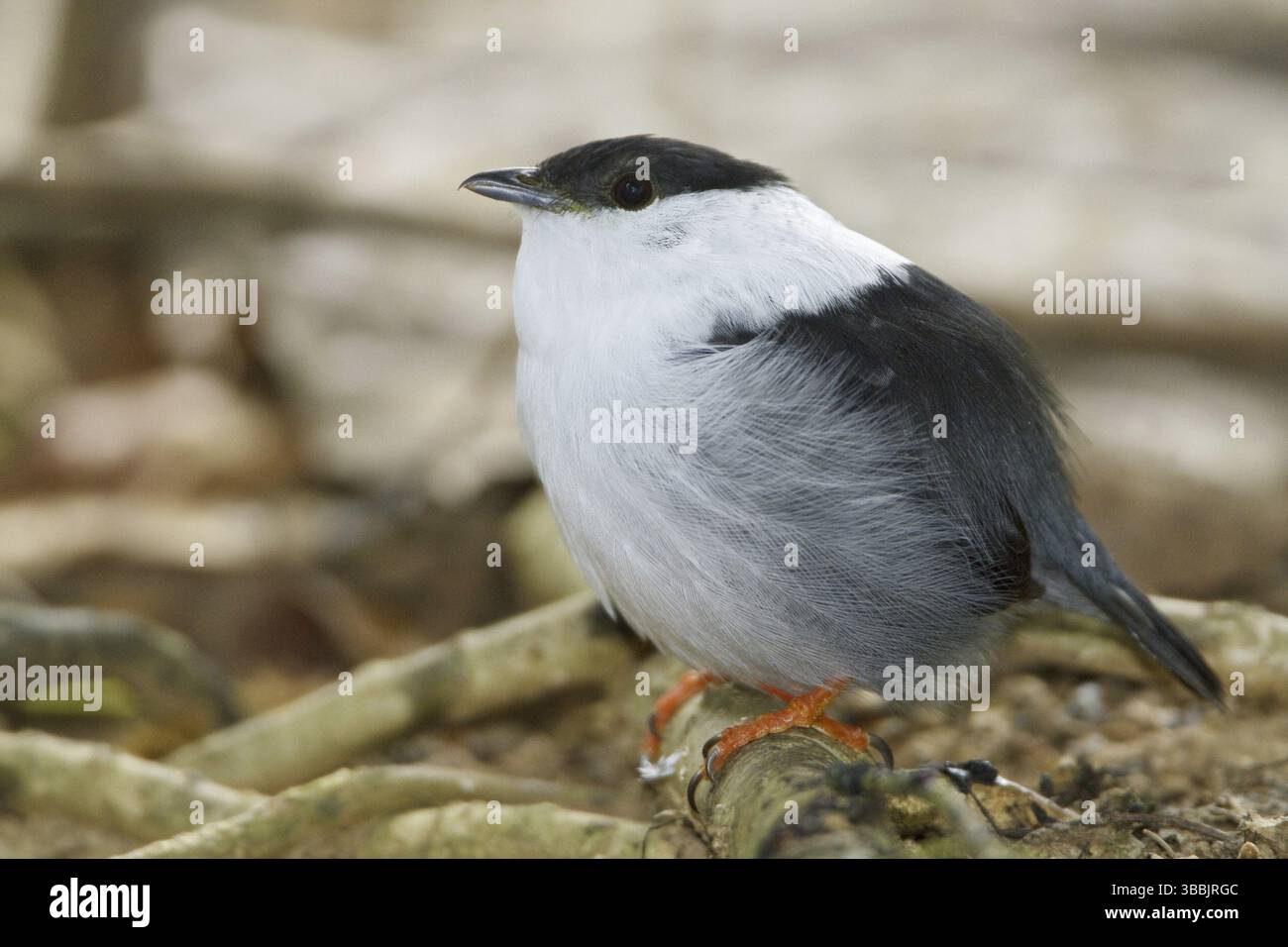 White-bearded Manakin (Manacus manacus), Trinidad and Tobago, Central ...