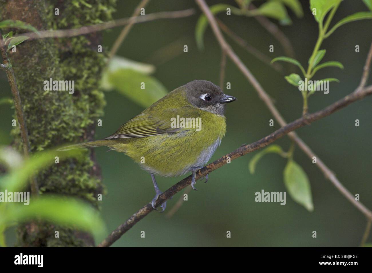 Common Bush Tanager (Chlorospingus flavopectus), Costa Rica, Central ...