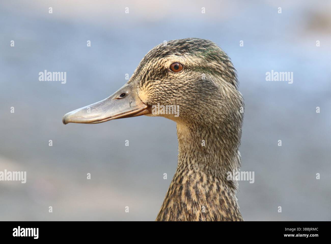 Female mallard duck in side view close up on the head Stock Photo - Alamy