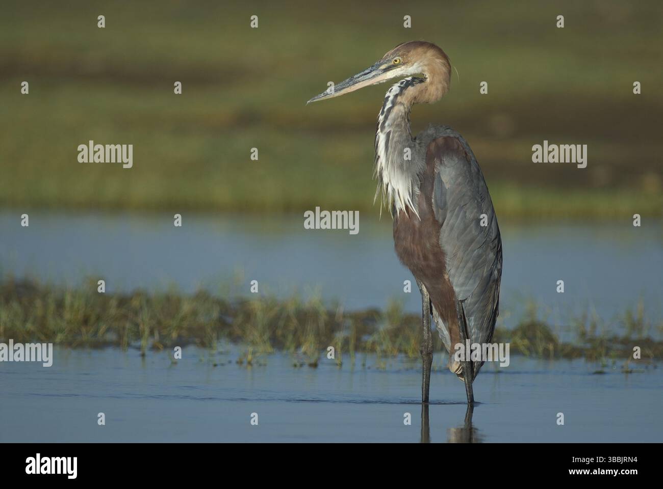 Goliath Heron (Ardea goliath), Ethiopia, Africa Stock Photo - Alamy