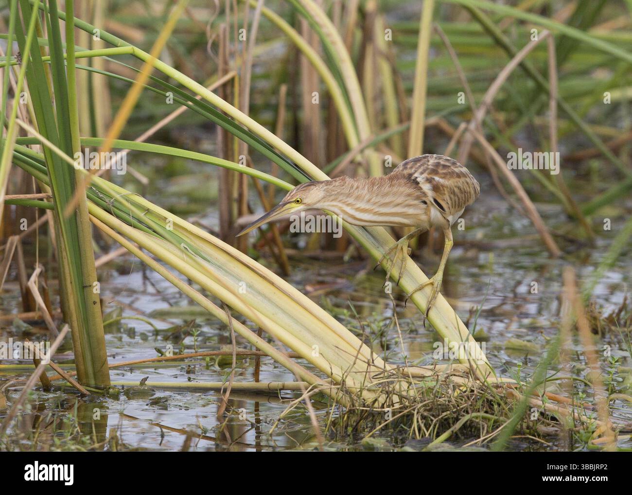 Yellow Bittern (Ixobrychus sinensis) foraging, Sri Lanka, Asia Stock ...