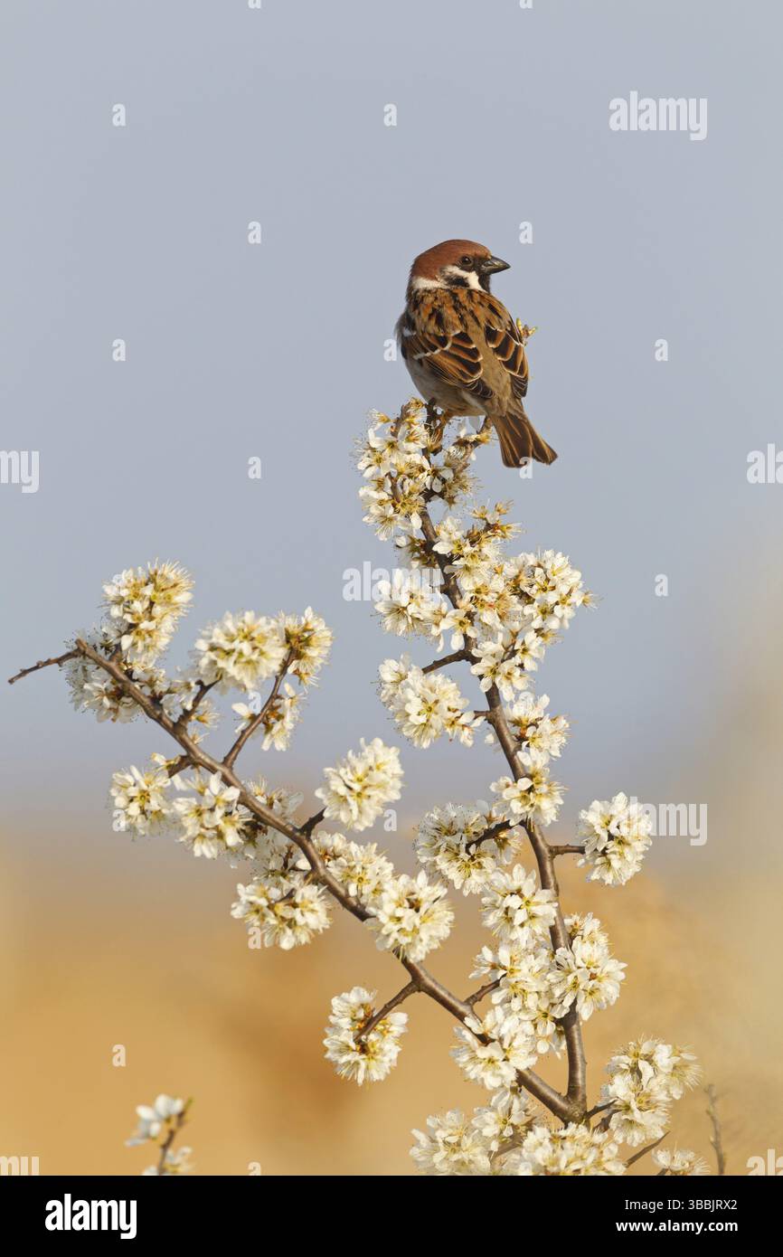 Eurasian Tree Sparrow (Passer montanus), Lake Neusiedl, Austria, Europe ...