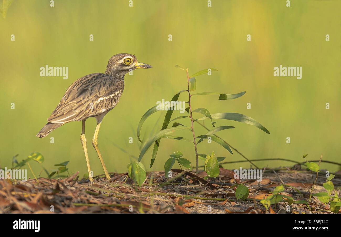 Indischer Steinbrachvogel (Burhinus indicus) am Gin oya in Sri Lanka ...
