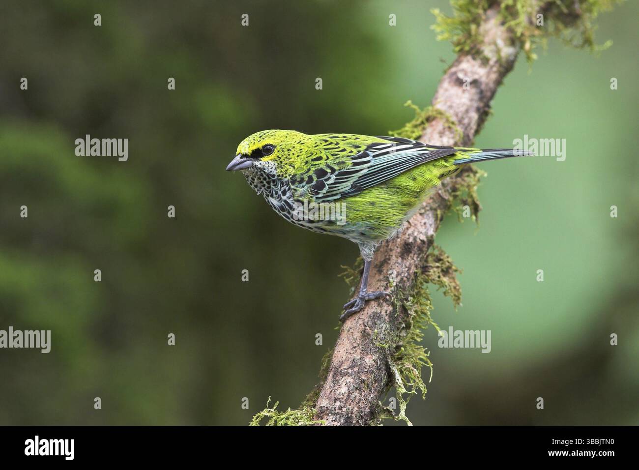 Speckled Tanager (Tangara guttata), Costa Rica, Central America Stock ...