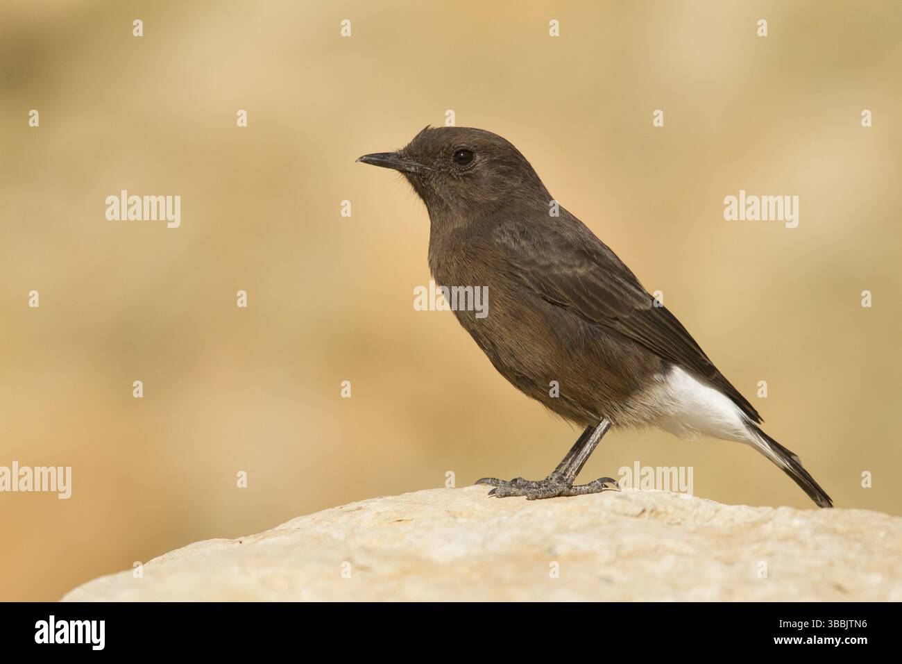 Black Wheatear (Oenanthe leucura) female, Morocco, Africa Stock Photo ...