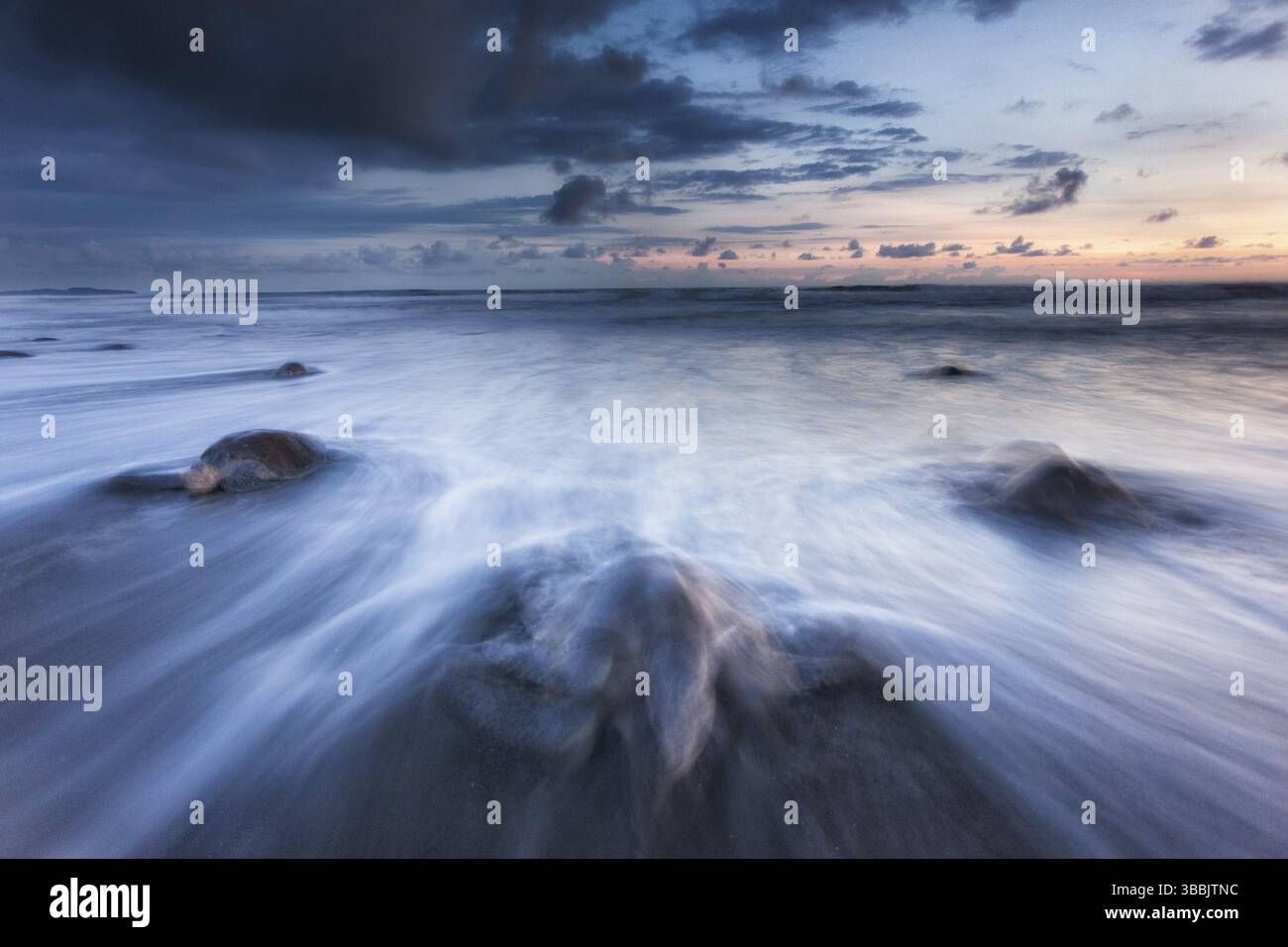 Olive Ridley sea turtles (Lepidochelys olivacea) return to the Costa ...