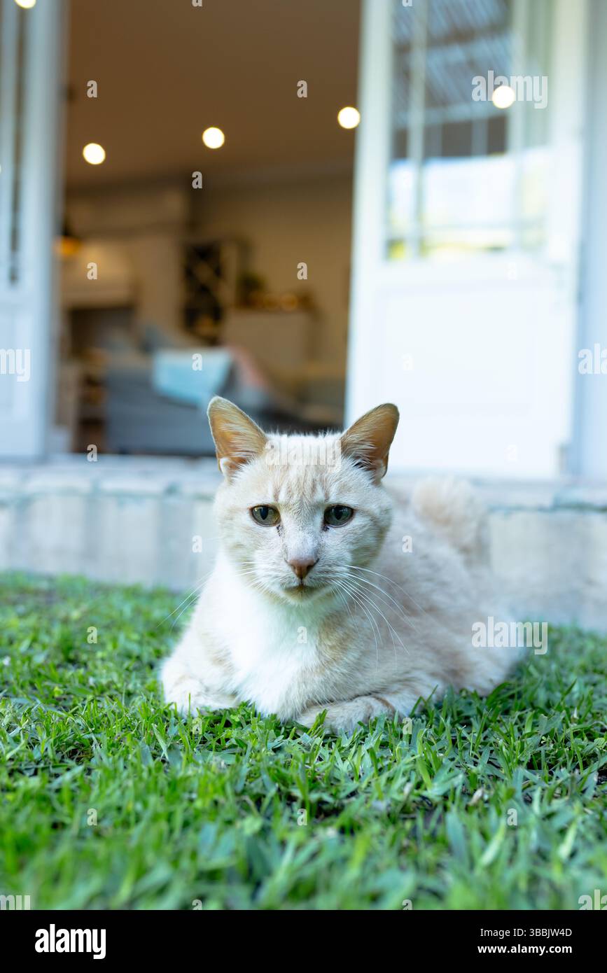 cream-colored cat is lying on green lawn outside open double doors ...
