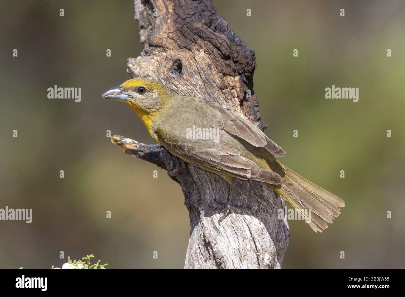 Female summer tanager hi-res stock photography and images - Alamy