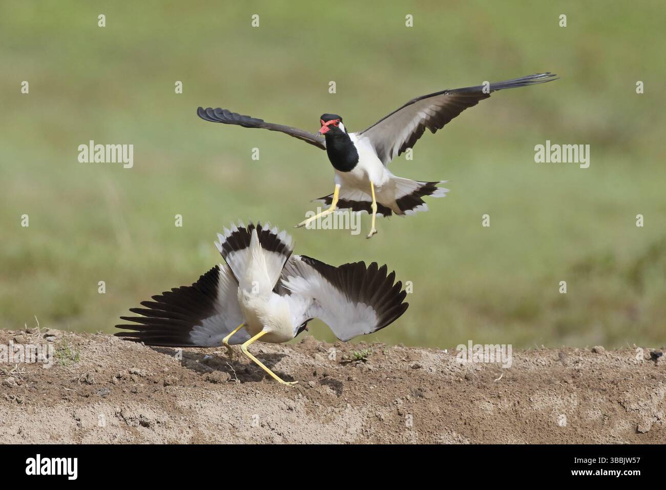Red-wattled Lapwing (Vanellus indicus) wrangling, Penang, Malaysia ...