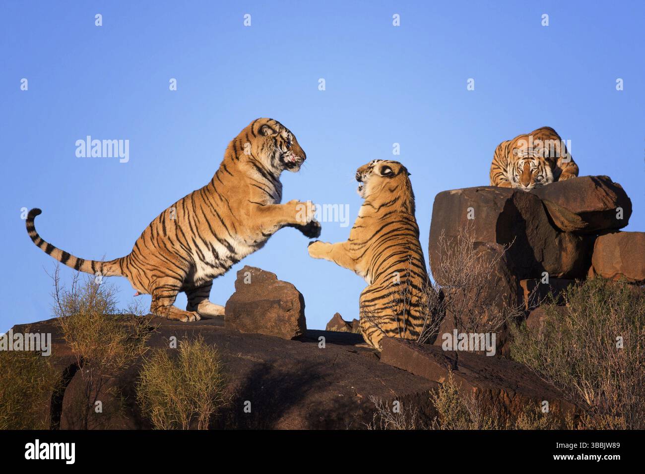 Bengal Tiger (Panthera tigris) three fighting adult, captive ...