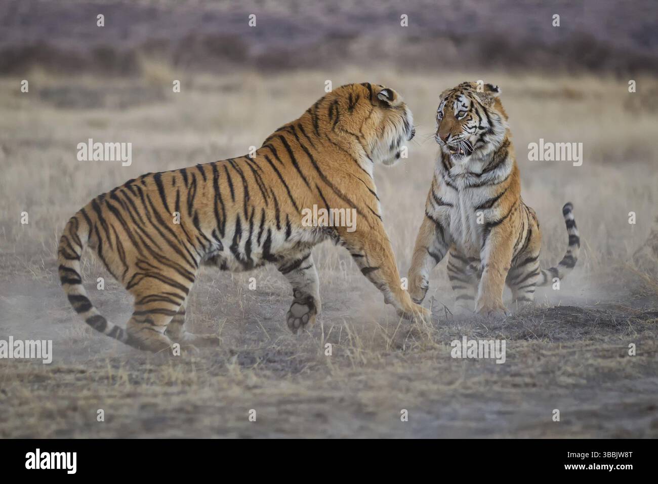 Bengal Tiger (Panthera tigris) two females fighting, captive ...