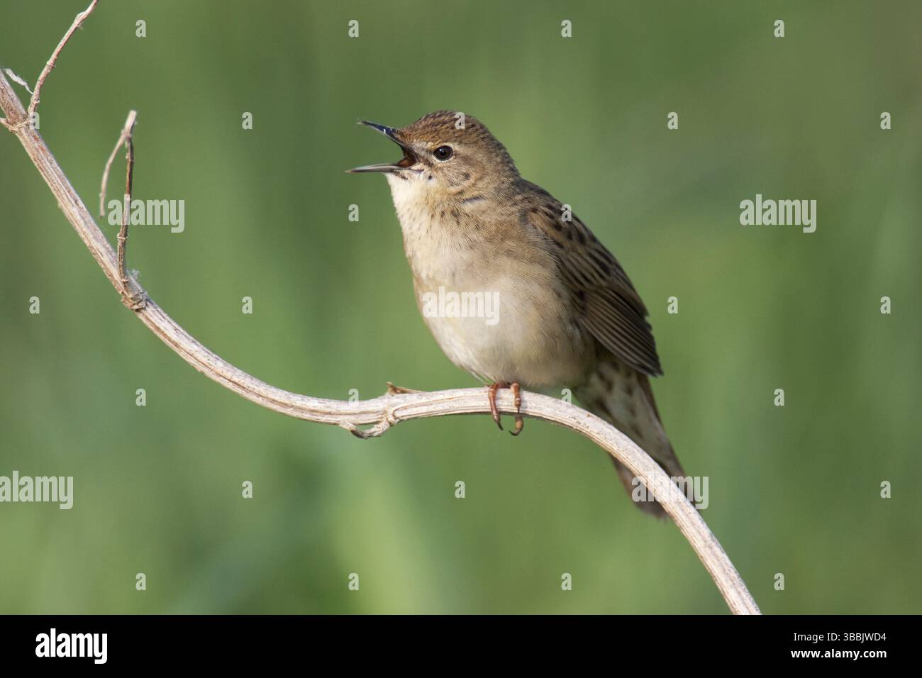 Common Grasshopper Warbler (Locustella naevia) singing, Brandenburg ...