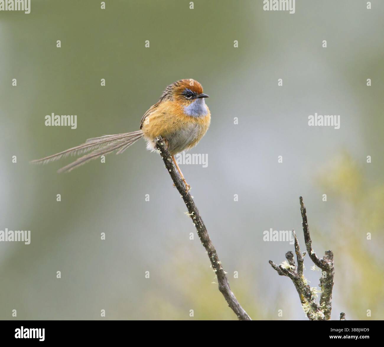Southern Emu-wren (Stipiturus malachurus) male, Victoria, Australia ...