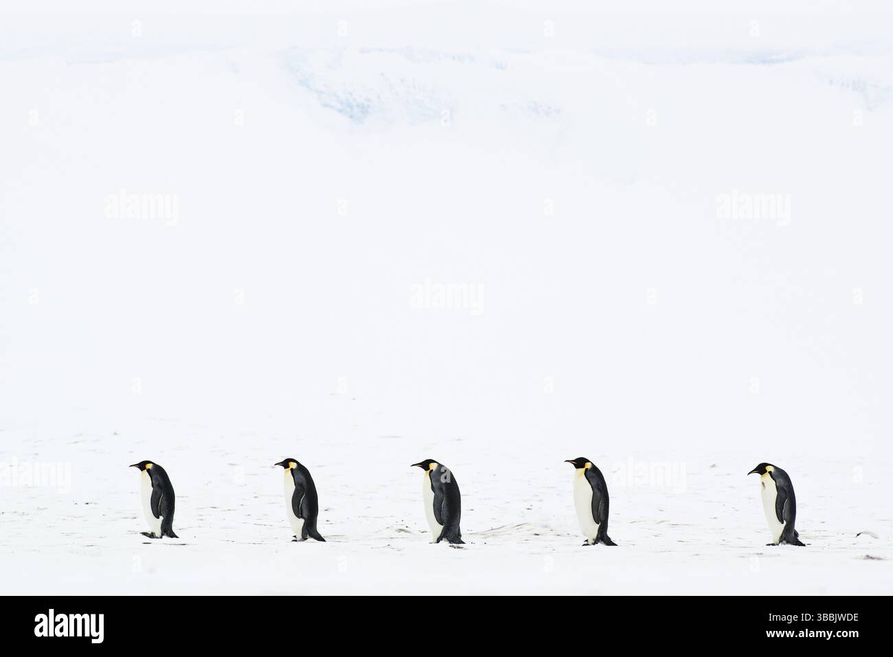 Emperor Penguin (Aptenodytes forsteri), Queen Maud Land, Antarctica ...
