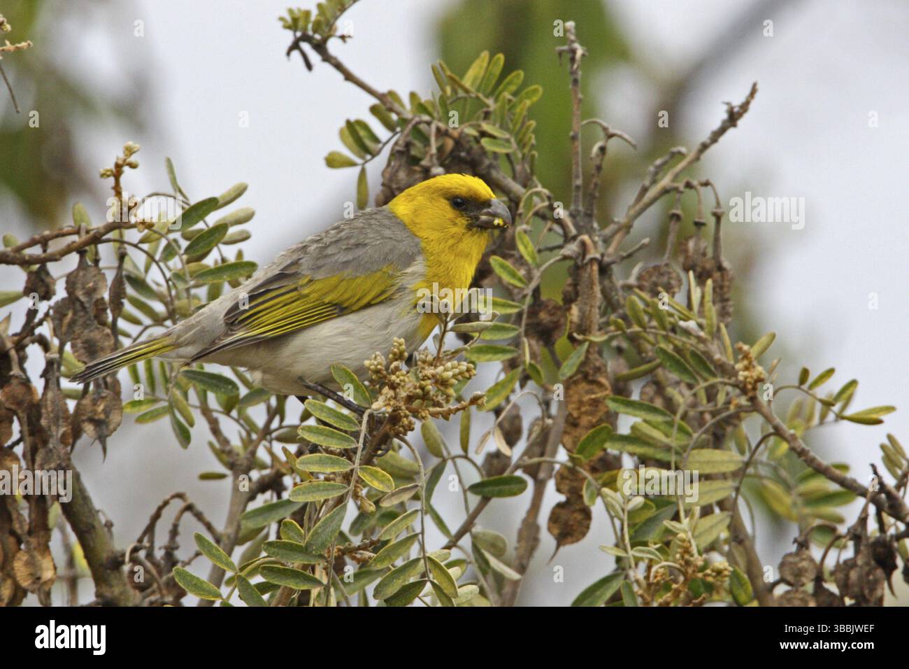 Palila, Loxioides bailleui, endangered Hawaiian Honeycreeper Stock Photo - Alamy