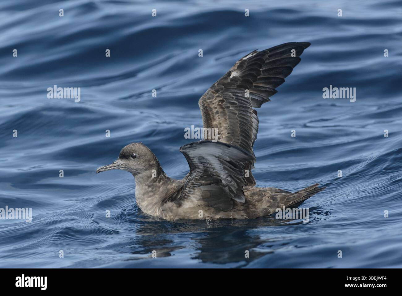 Sooty Shearwater (Ardenna grisea), Californien, USA, North America ...