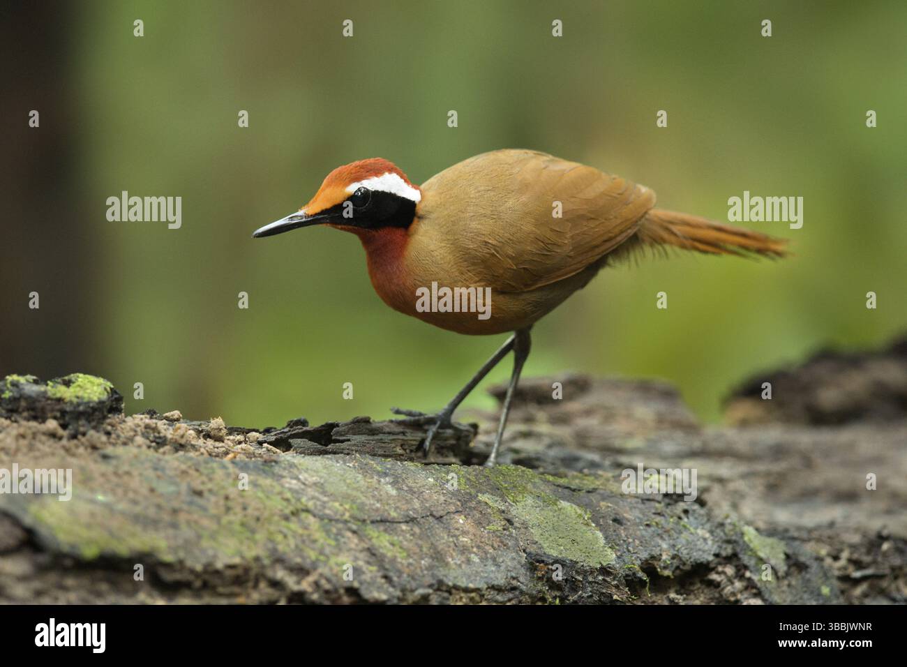 Rail-babbler (Eupetes macrocerus), Pahang, Malaysia, Asia Stock Photo ...