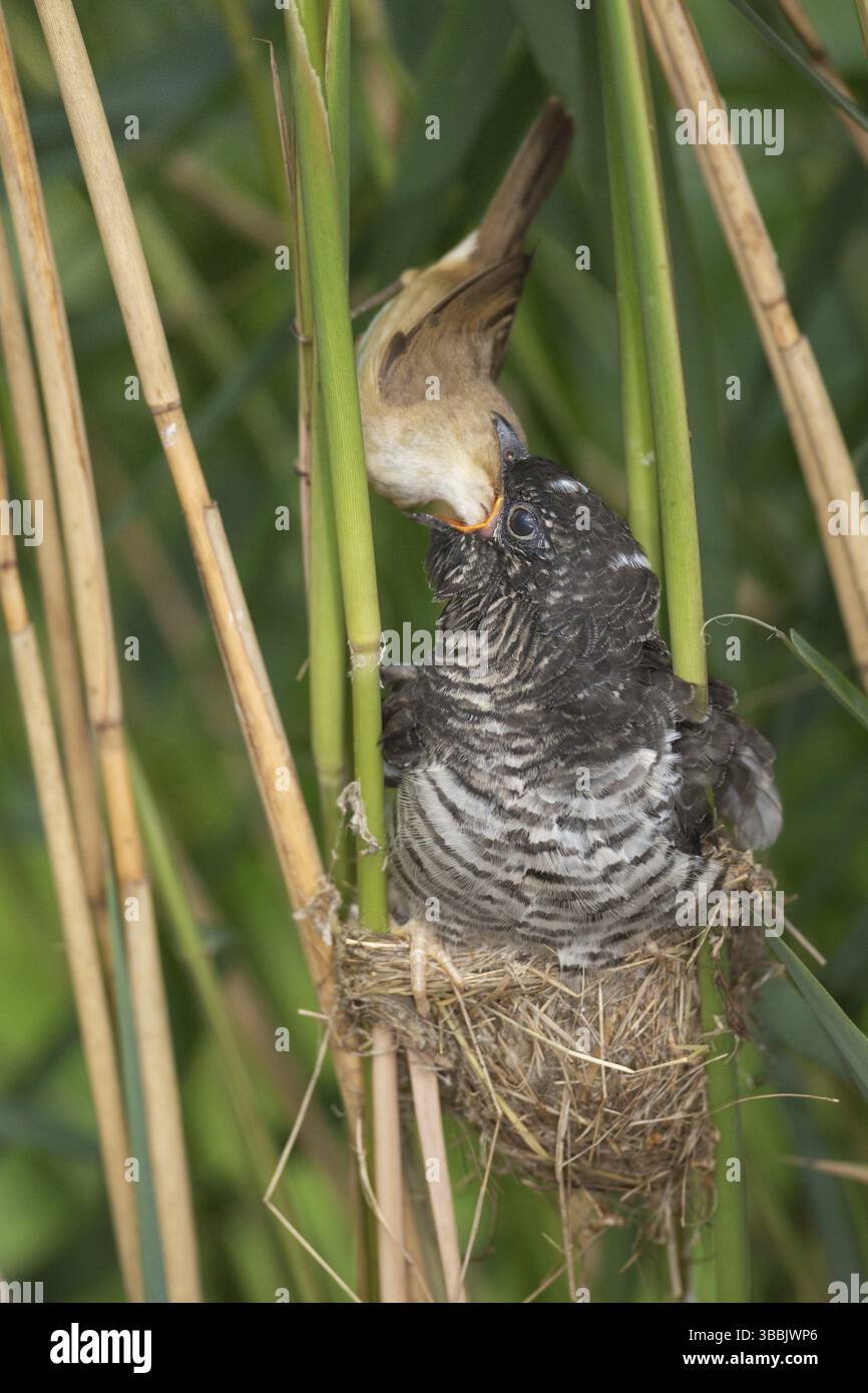 Common Cuckoo & Eurasian Reed Warbler (Cuculus canorus & Acrocephalus ...